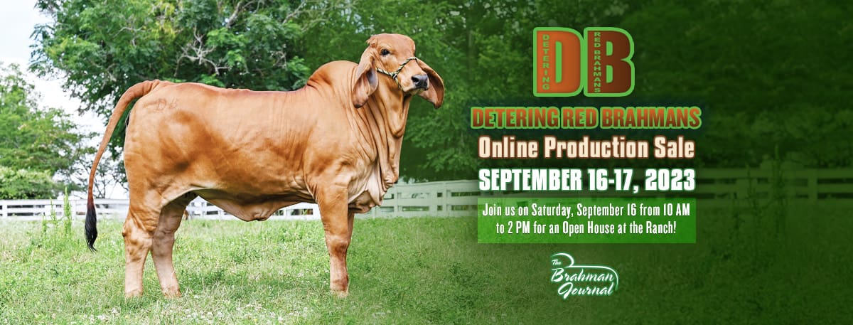 National Brahman Show in Guapiles Costa Rica - Brahman Event