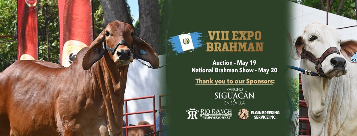ANNUAL ST GENETICS BRAHMAN & HK CATTLE SPRING PRODUCTION SALE - Brahman ...
