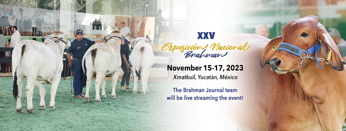 2024 TSCRA Cattle Raisers Convention and Expo - Brahman Event