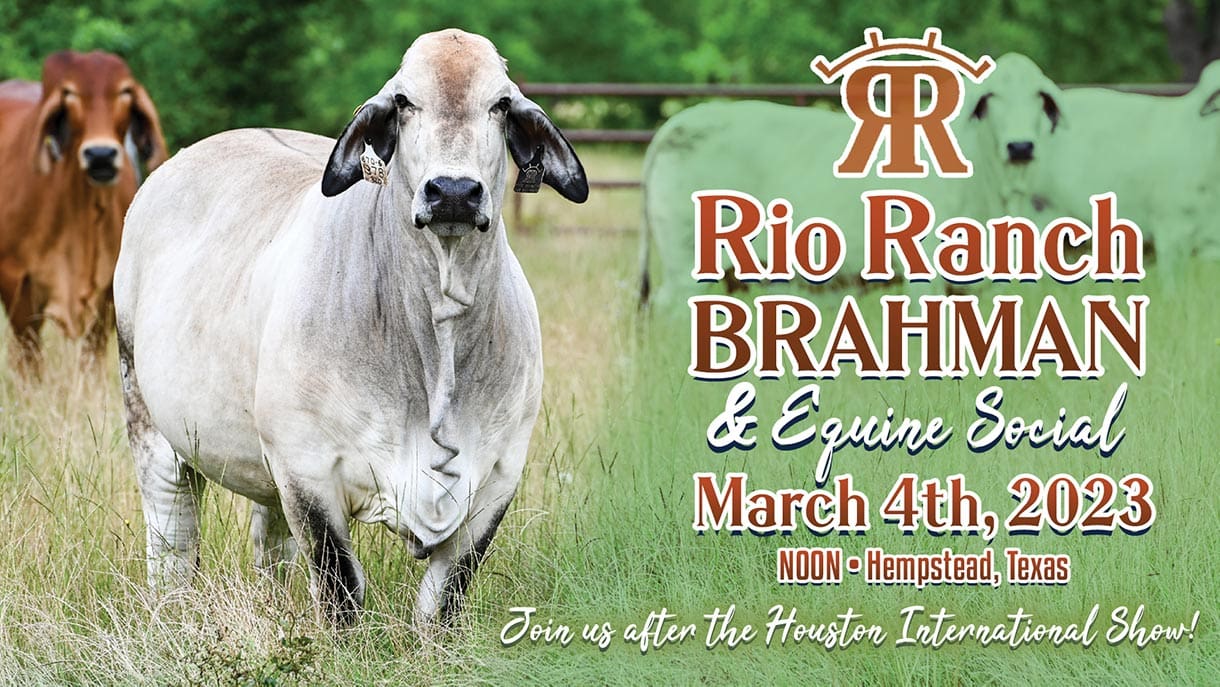 Rio Ranch Brahman & Equine Social - Brahman Event