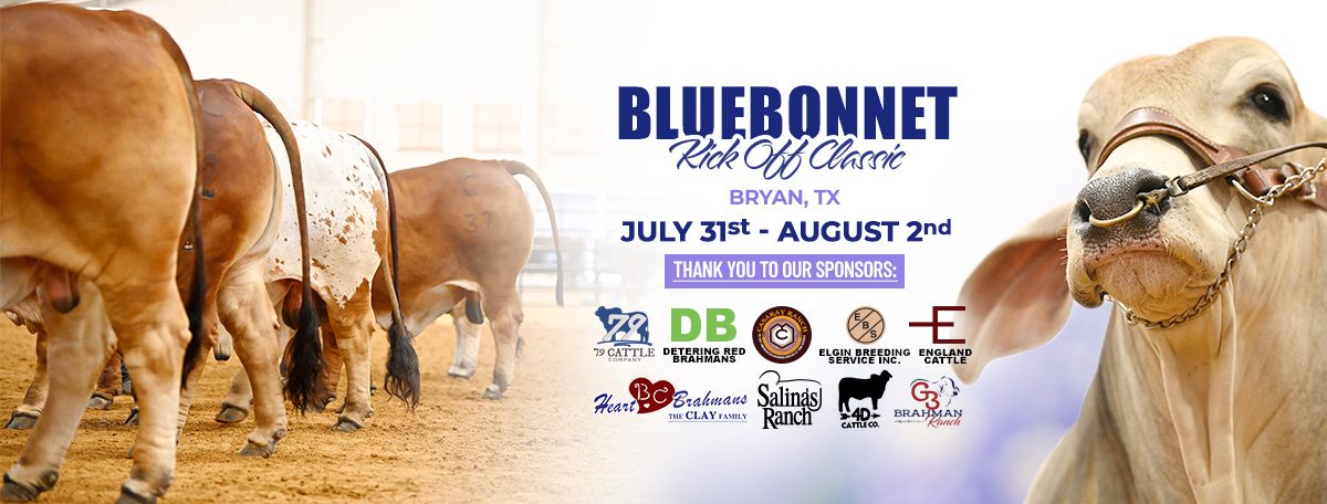 2025 Bluebonnet Kick Off Classic Open and Junior Show - Brahman Event
