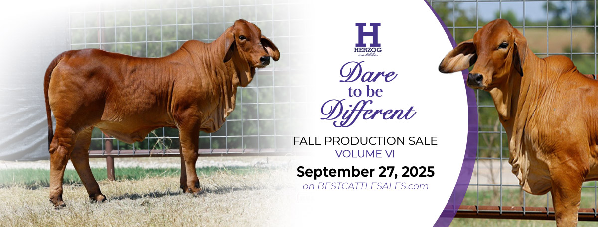 2025 Cattle Industry Convention & NCBA Trade Show - Brahman Event