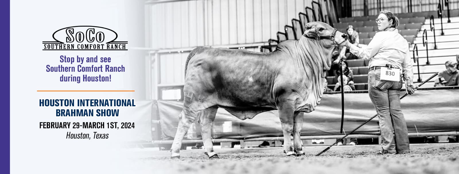 South Florida Fair Open Brahman Show - Brahman Event