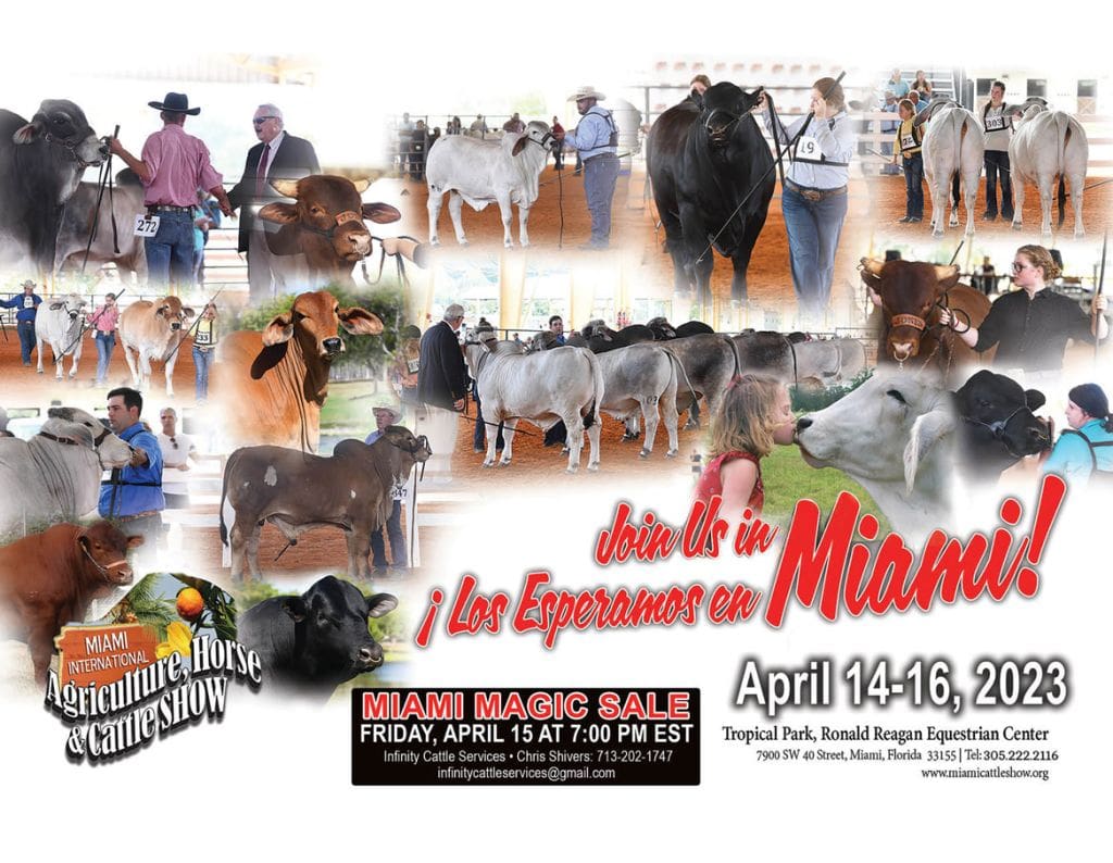 16th Annual Miami International Open Brahman Show - Brahman Event