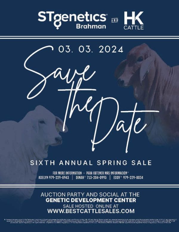ANNUAL ST GENETICS BRAHMAN & HK CATTLE SPRING PRODUCTION SALE - Brahman ...